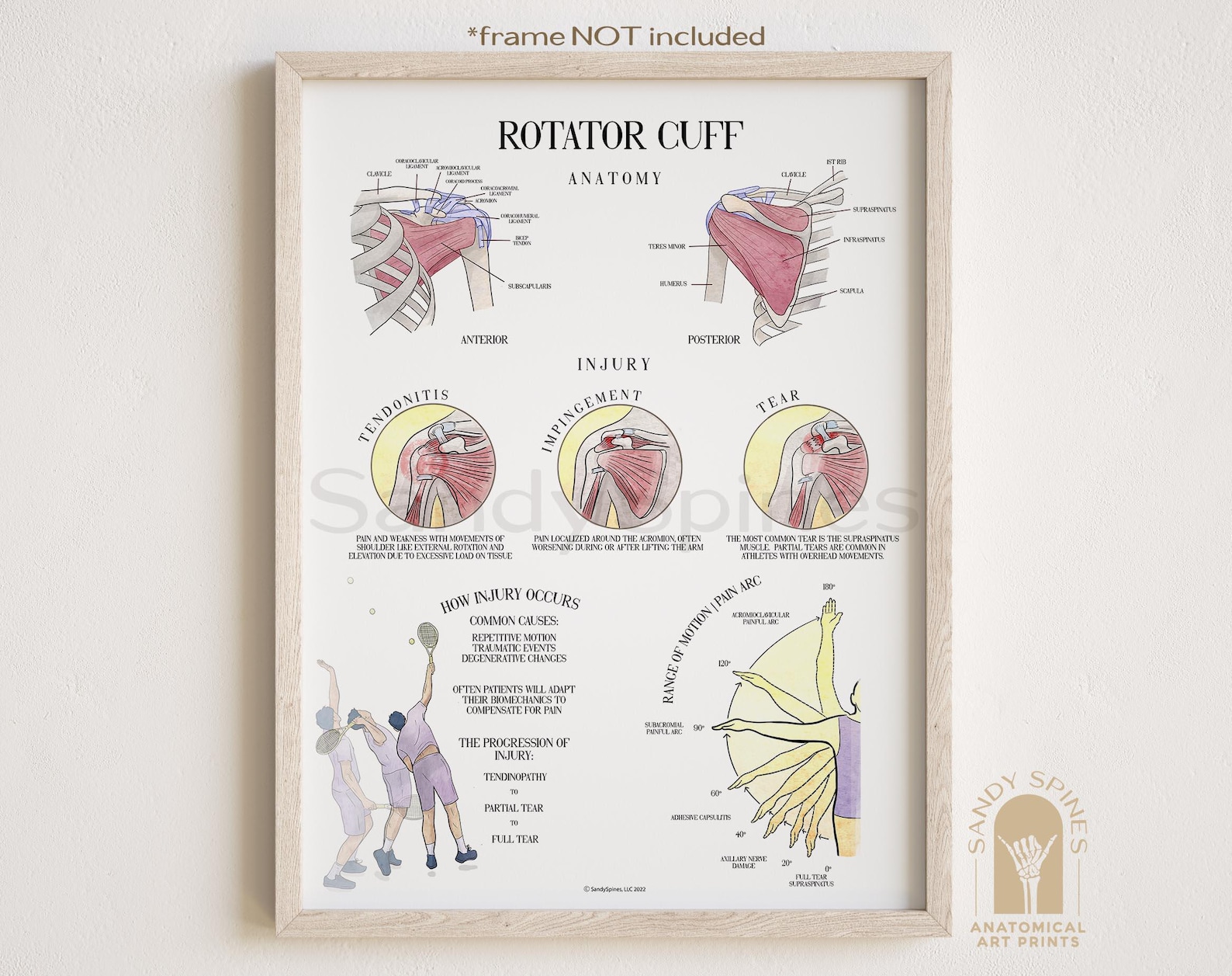 Rotator Cuff Anatomy Poster: SITS Muscle Injury Art - Etsy