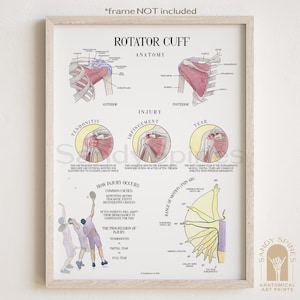 Rotator Cuff Anatomy Poster: SITS Muscle Injury Art - Etsy