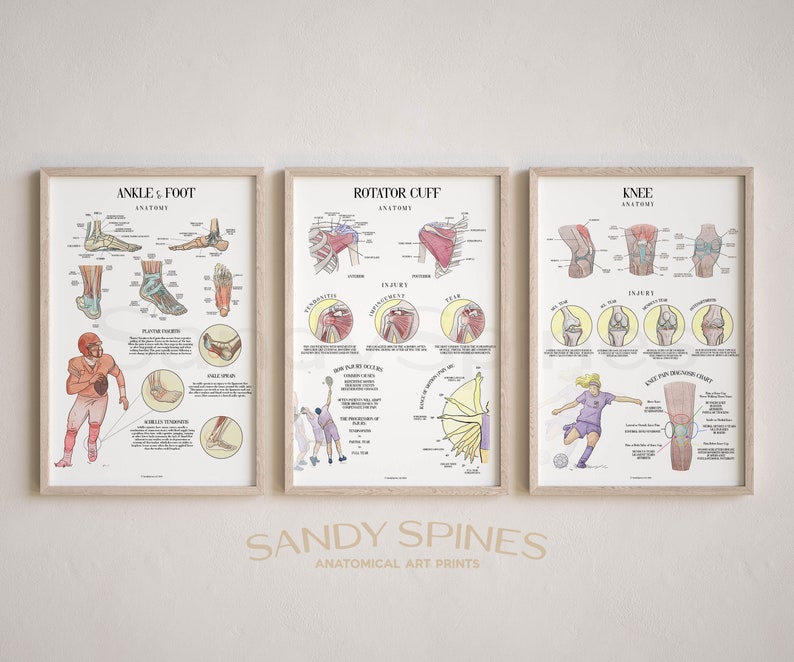 Ankle & Foot Anatomy and Injury Poster by Sandyspines | Chiropractic ...