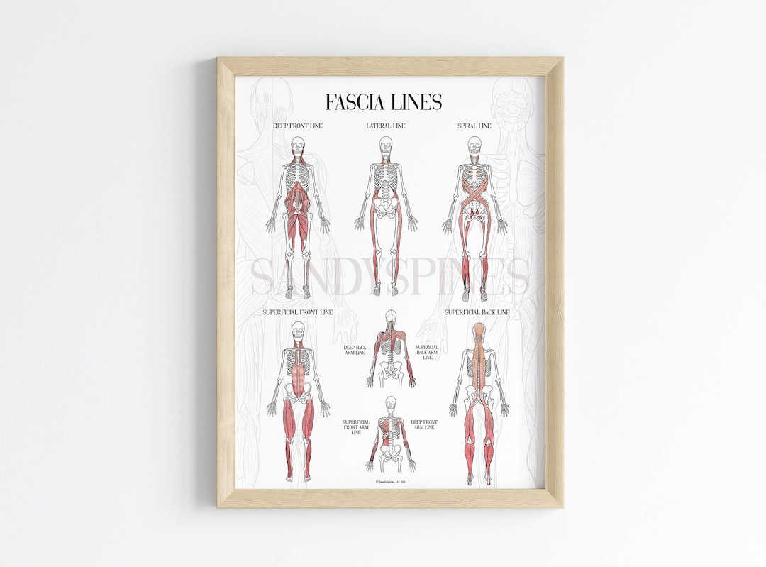 Fascia Lines Anatomy Poster SANDYSPINES Art for - Etsy