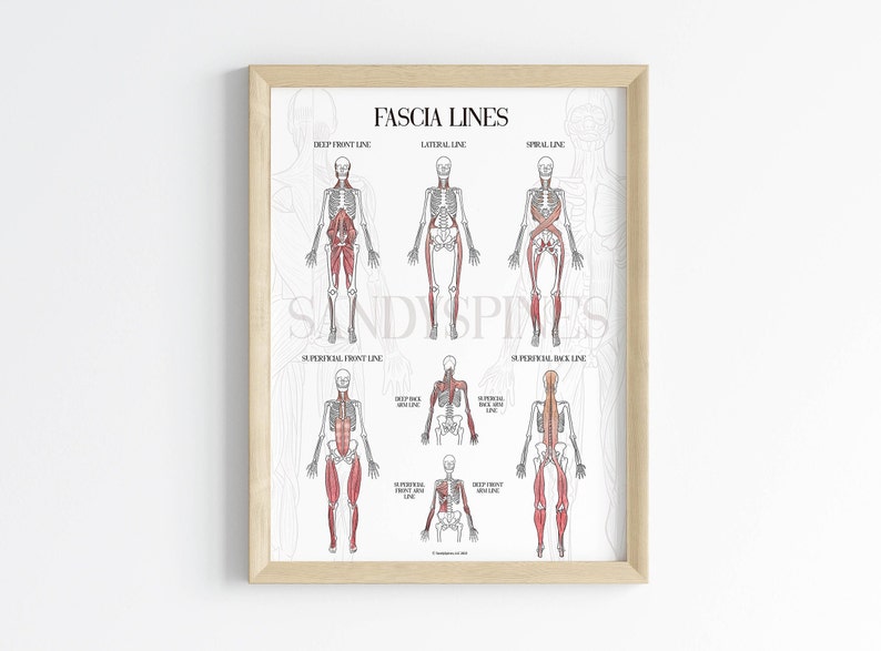 Fascia Lines Anatomy Poster SANDYSPINES Art for - Etsy
