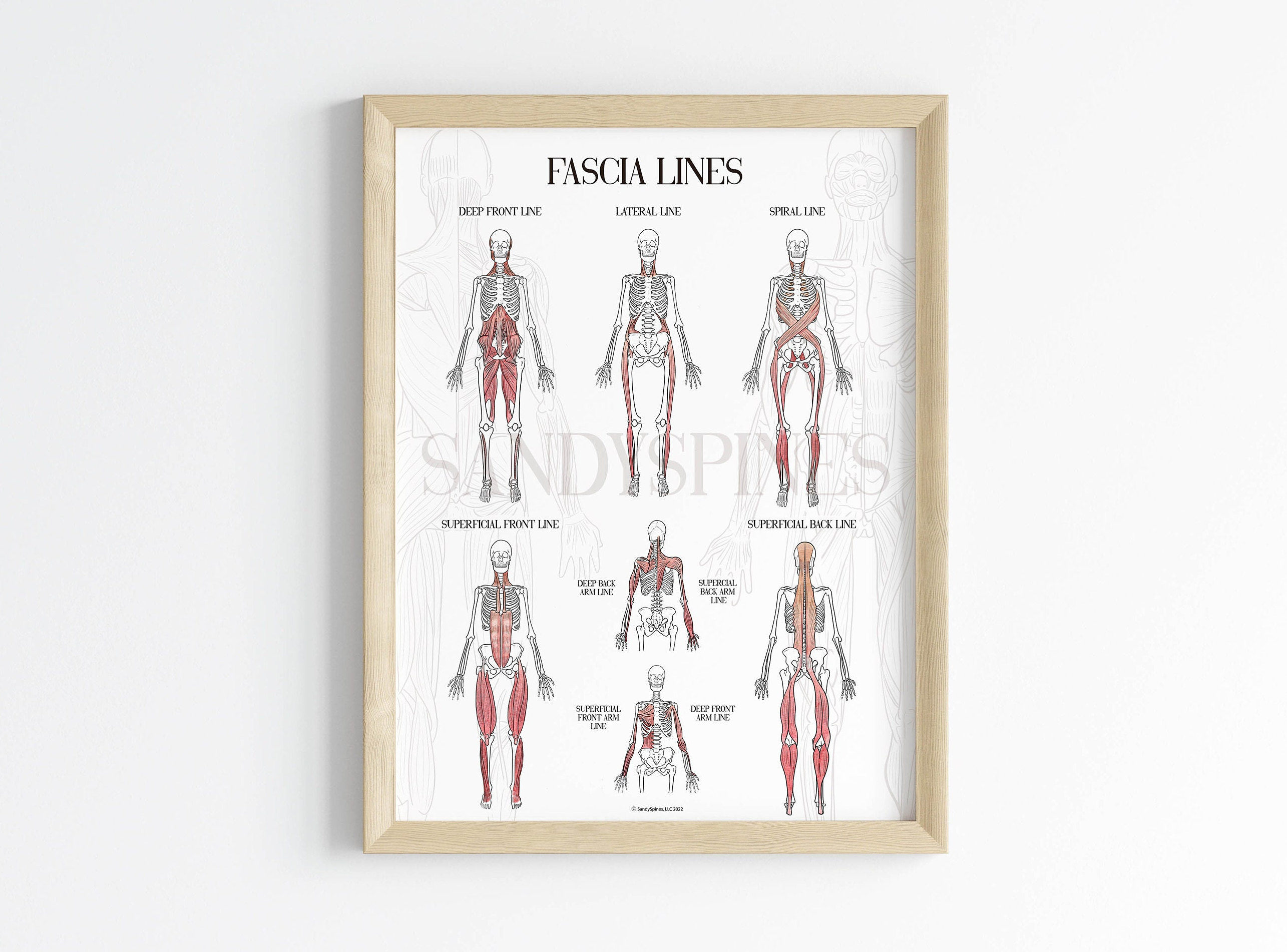 Fascia Lines Anatomy Poster SANDYSPINES Art for - Etsy Australia