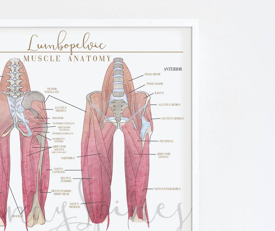 Pelvic and Hip Muscle Posters Pelvic Floor Art for - Etsy UK