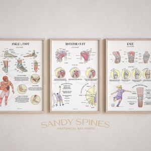 Rotator Cuff SITS Anatomy and Injury Poster | Sandyspines | Art for ...