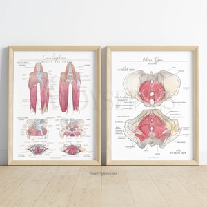 Pelvic Floor Anatomy Poster: Labeled Medical Art Print - Etsy