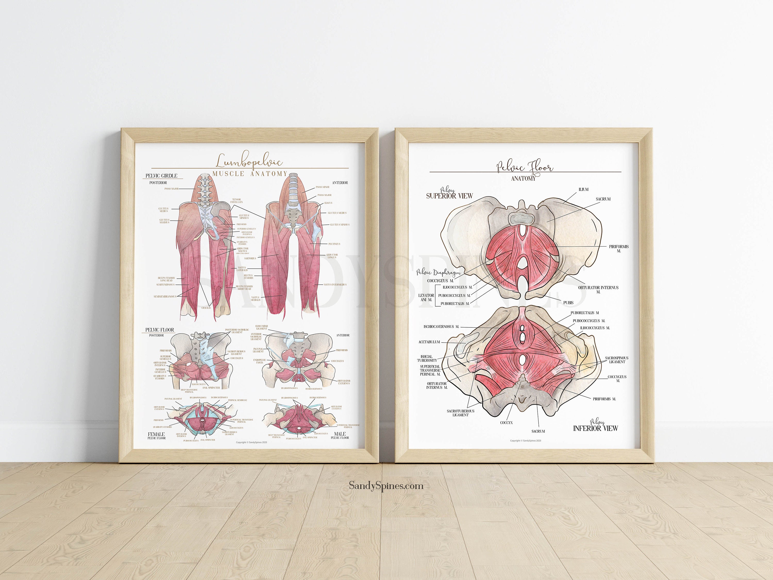 Pelvic Floor Anatomy Poster 2023 Edition LABELED - Etsy UK