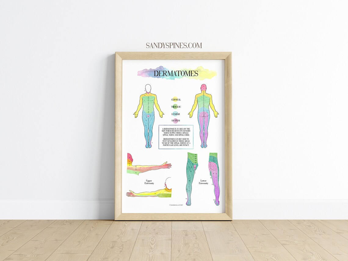 2022 Dermatome Watercolor Poster SANDYSPINES Art for - Etsy