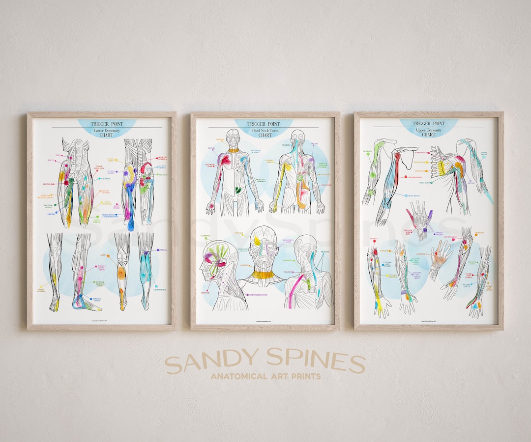 Trigger Point Chart Set: Watercolor Anatomy Art for Chiropractors - Etsy