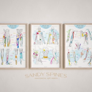 Muscle Trigger Point Charts | Set of 3 | Art for Chiropractors ...
