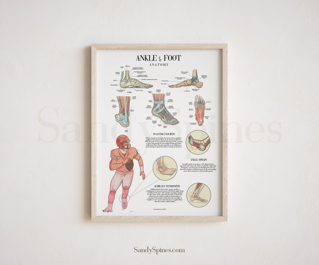 Ankle & Foot Anatomy and Injury Poster by Sandyspines Chiropractic ...