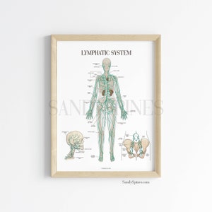 Lymphatic System Anatomy Poster by Sandyspines - Etsy