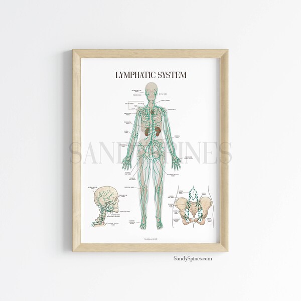 Lymphatic Drainage Poster - Etsy UK