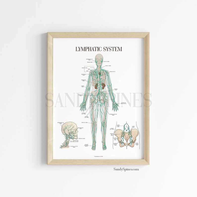 Lymphatic System Anatomy Poster by Sandyspines - Etsy Canada