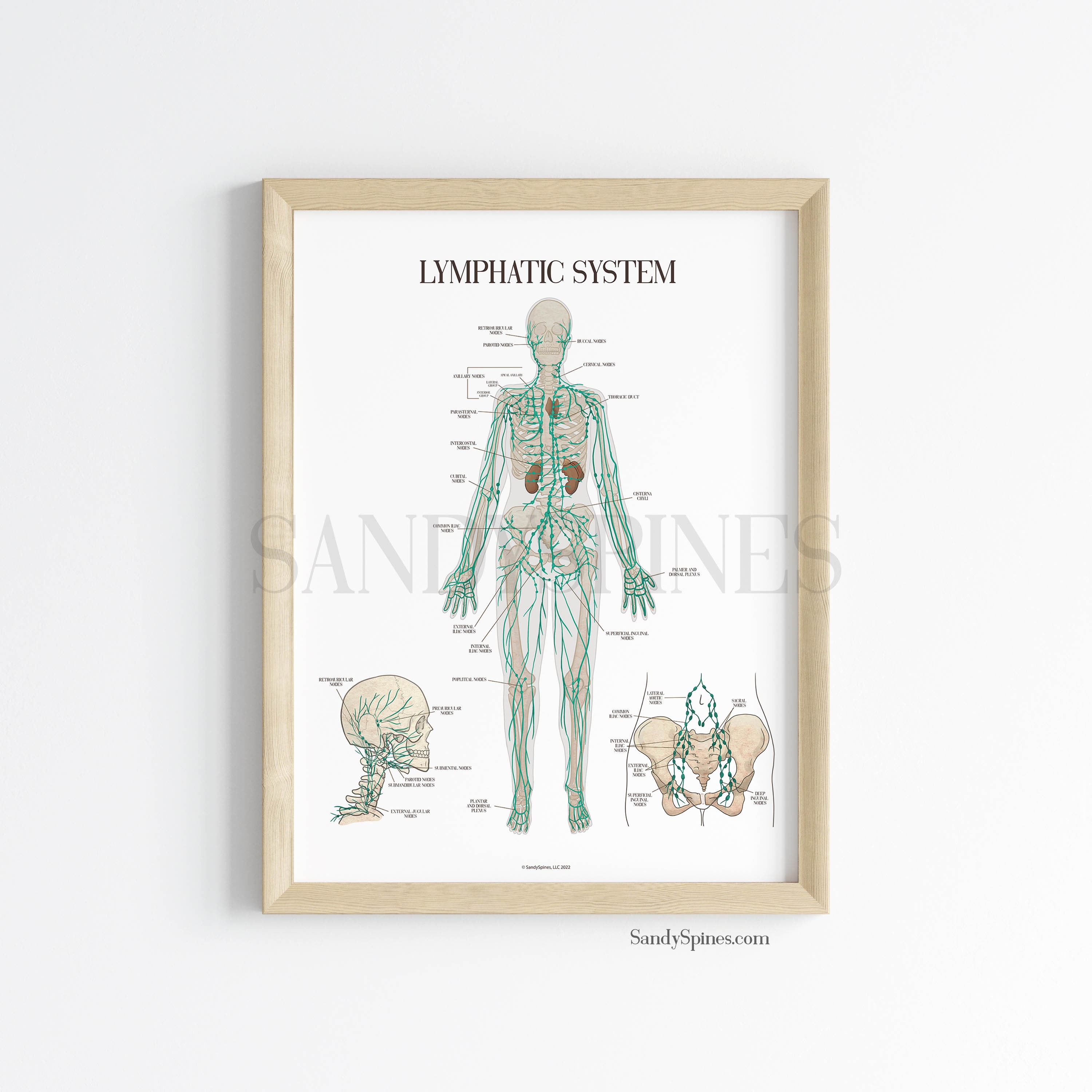 Lymphatic System Anatomy Poster by Sandyspines - Etsy Canada