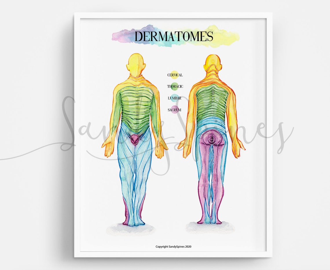 Dermatome Watercolor Poster SANDYSPINES Anatomy art for | Etsy