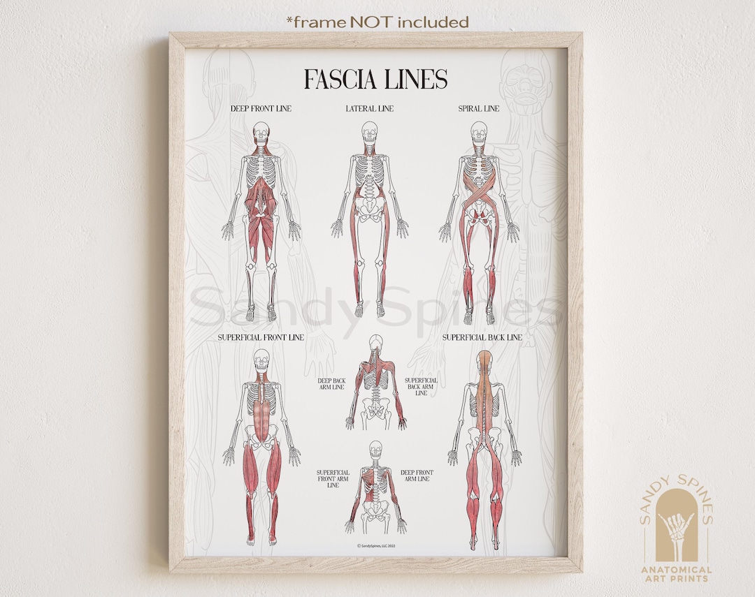 Fascia Lines Anatomy Poster | SANDYSPINES | Art for Chiropractors ...