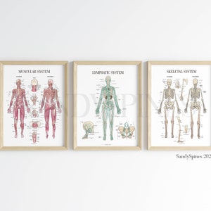 Lymphatic System Anatomy Poster by Sandyspines - Etsy