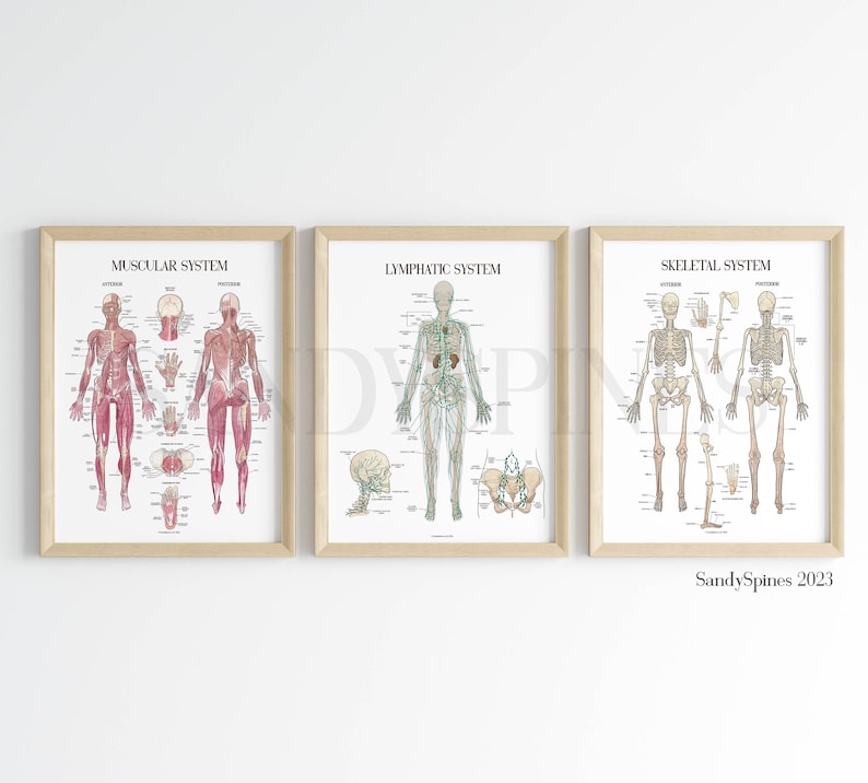 Lymphatic System Anatomy Poster by Sandyspines - Etsy Canada