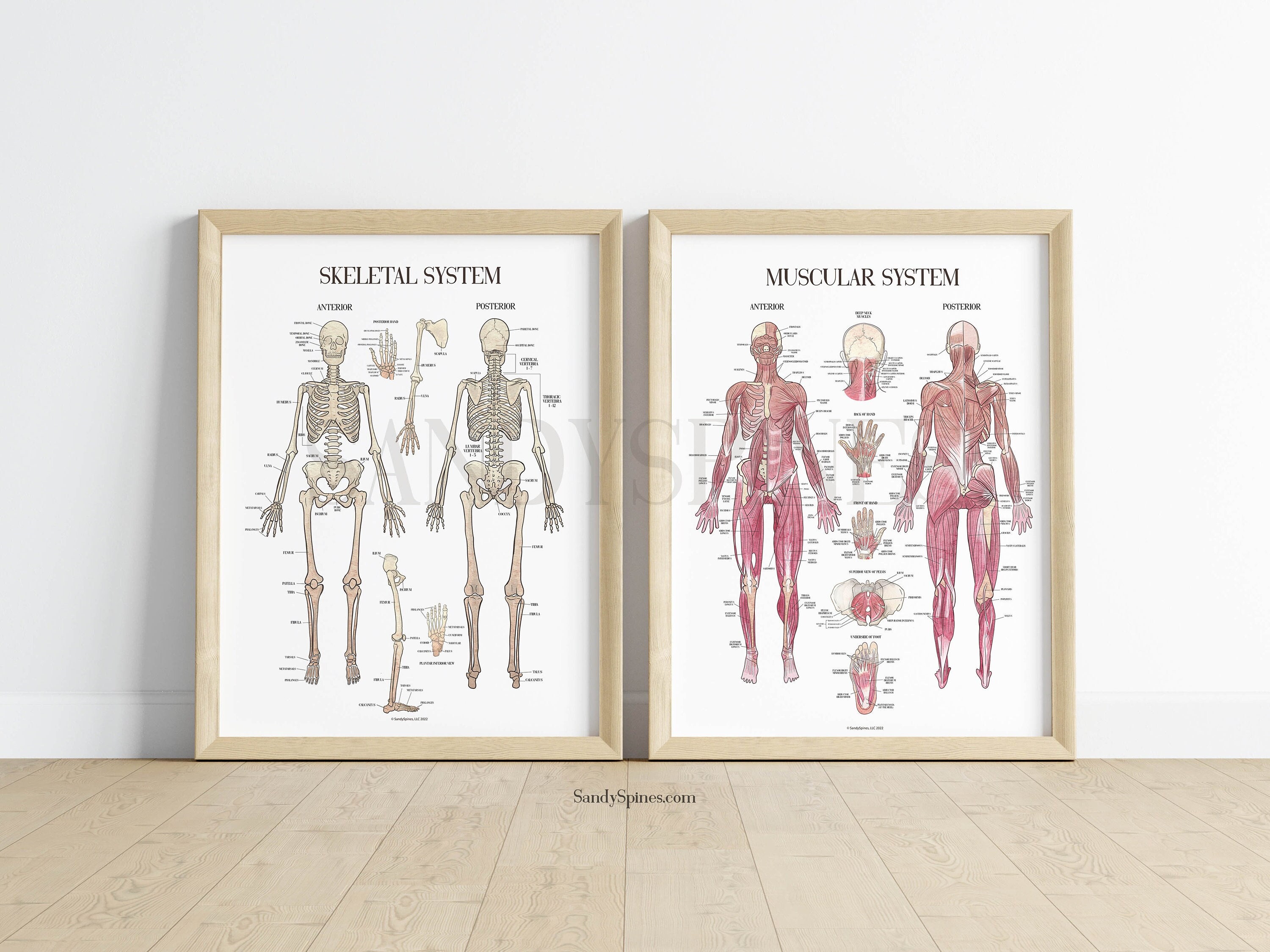 Musculoskeletal Posters | Sandyspines | BUNDLE | Watercolor Art for ...