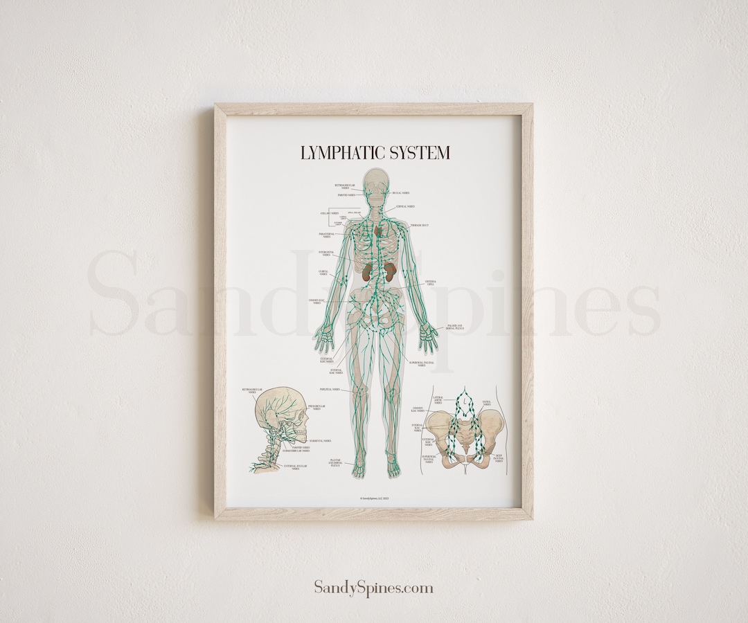 Lymphatic System Anatomy Poster by Sandyspines - Etsy