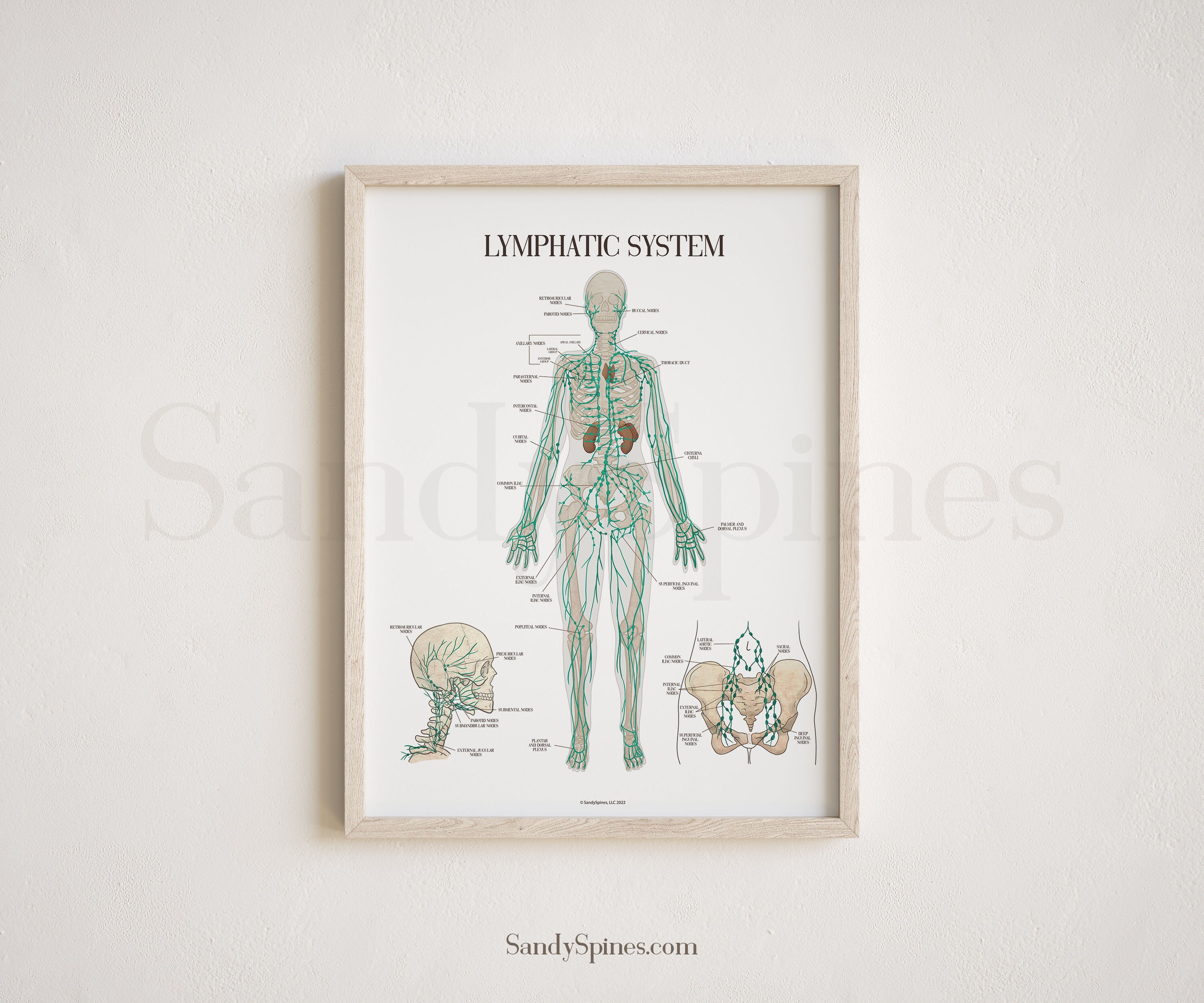 Lymphatic System Anatomy Poster by Sandyspines - Etsy