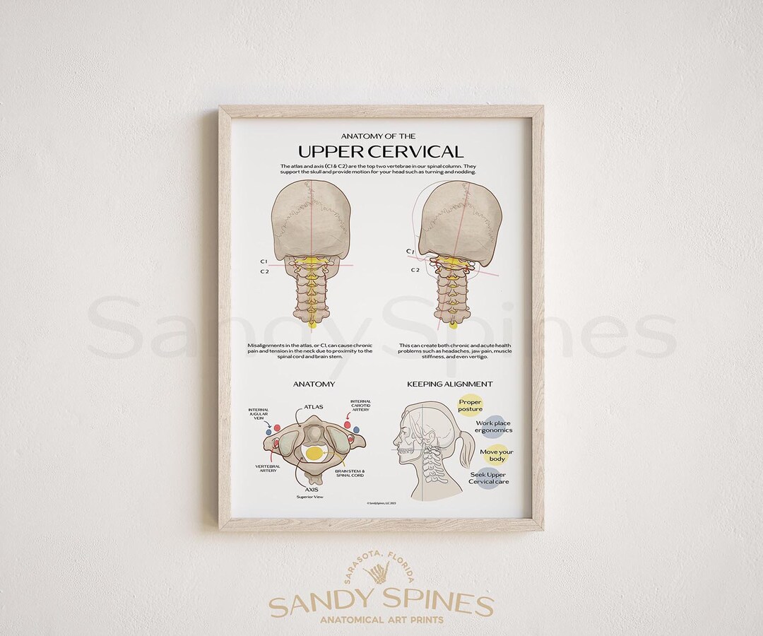 Upper Cervical Anatomy Poster | SANDYSPINES | Art for Chiropractors ...