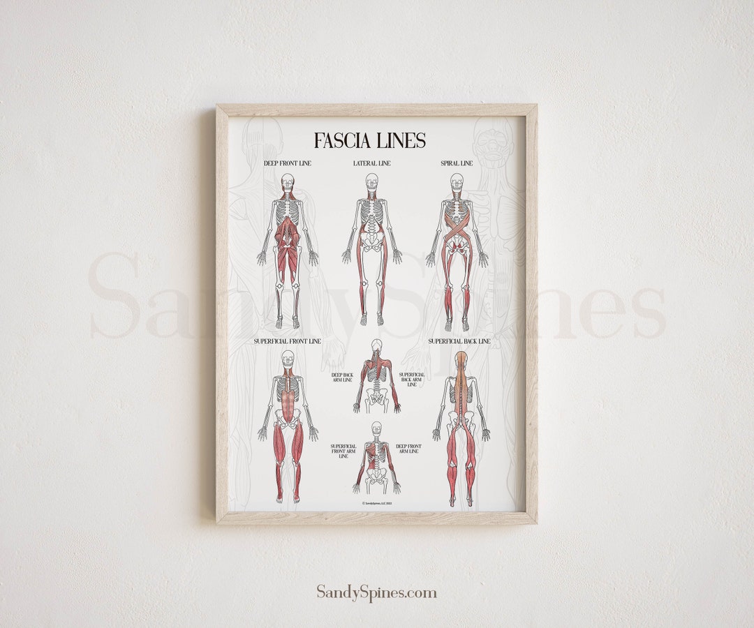 Fascia Lines Anatomy Poster | SANDYSPINES | Art for Chiropractors ...