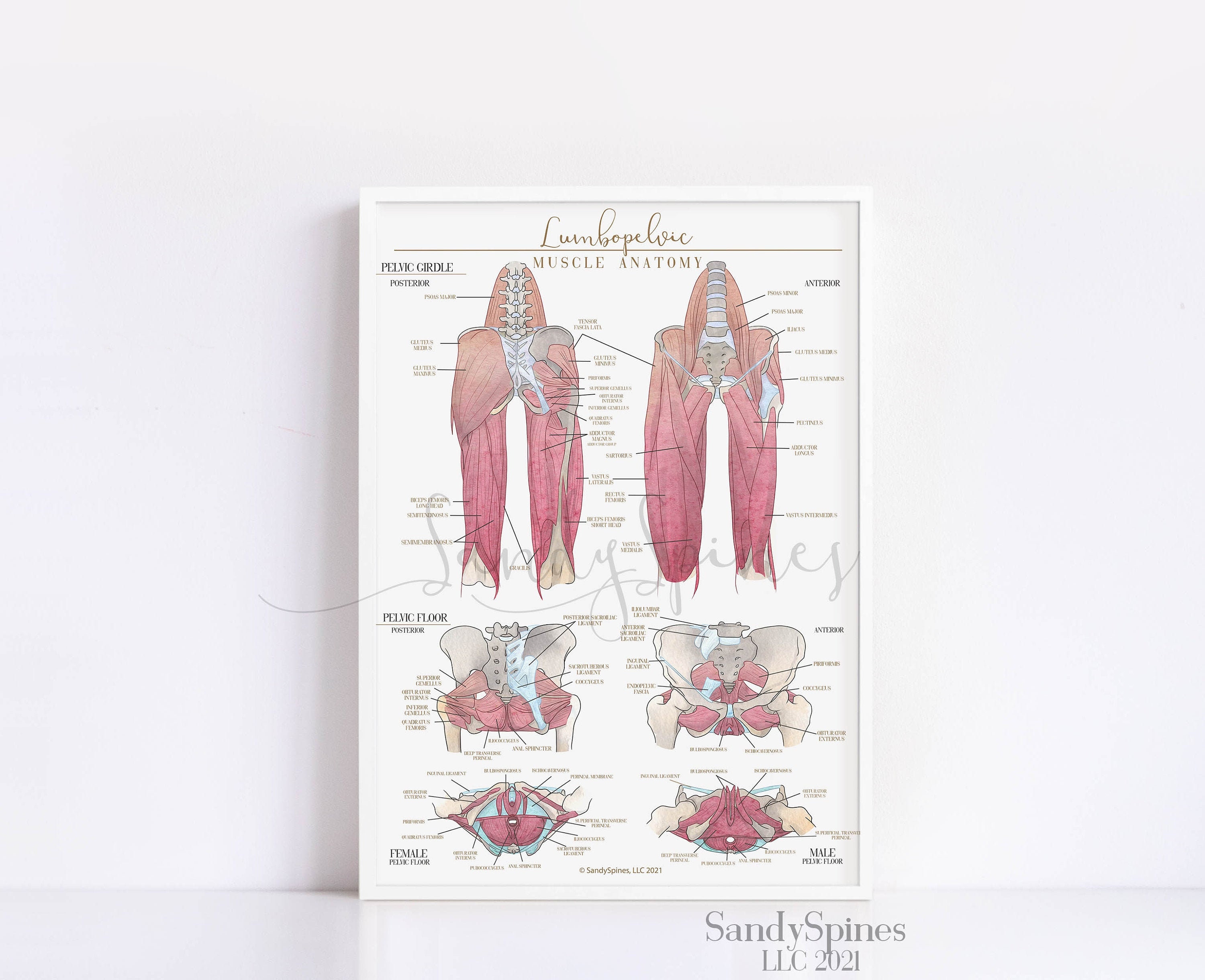 Pelvic and Hip Muscle Posters Pelvic Floor Art for - Etsy UK