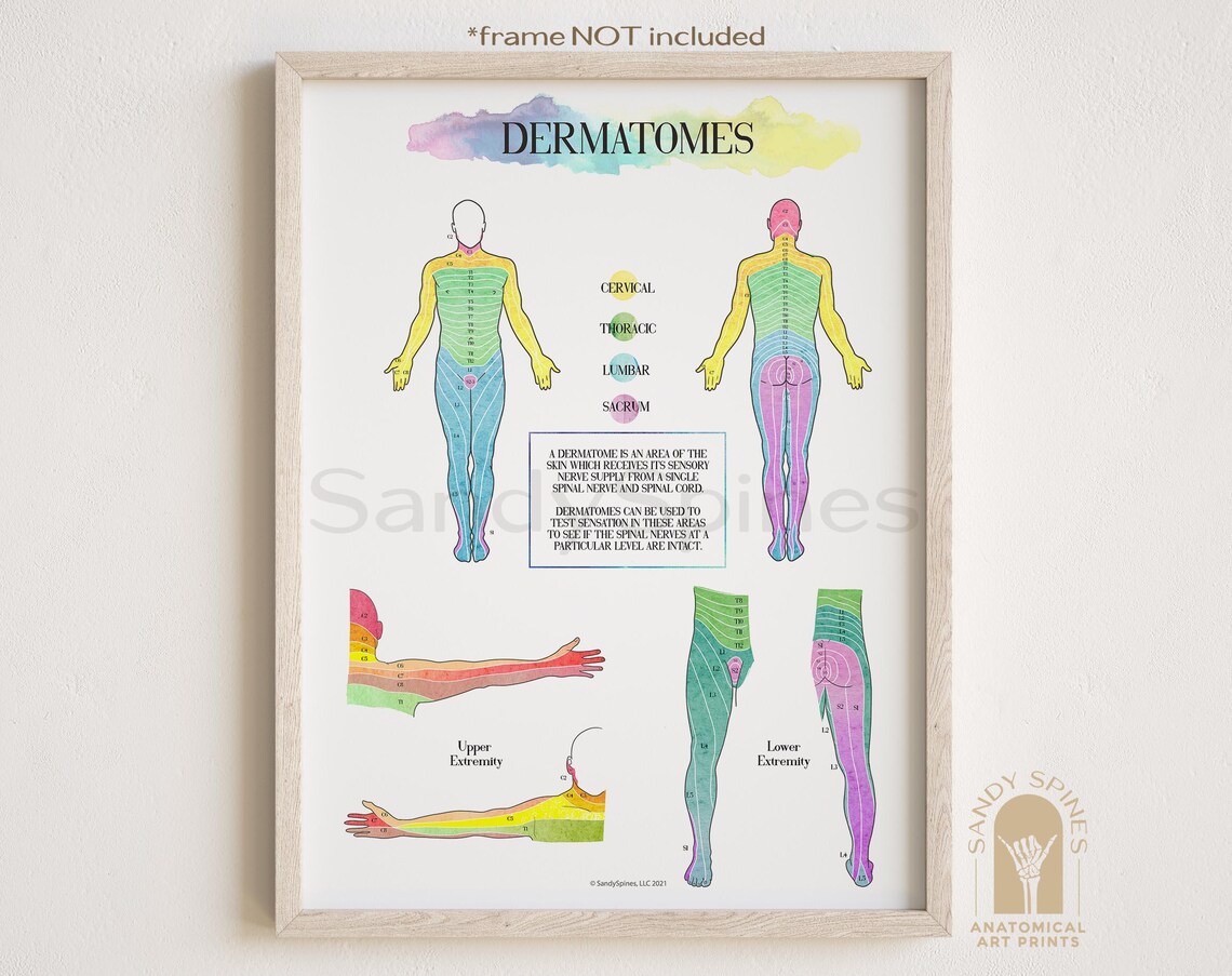 Dermatome Watercolor Poster | SANDYSPINES | Art for Chiropractors ...