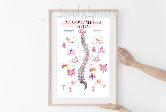 Autonomic Nervous System Chart Poster