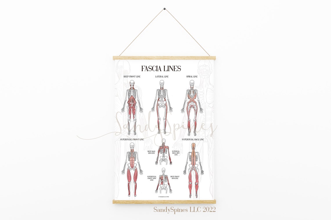 Fascia Lines Anatomy Poster SANDYSPINES Art for - Etsy