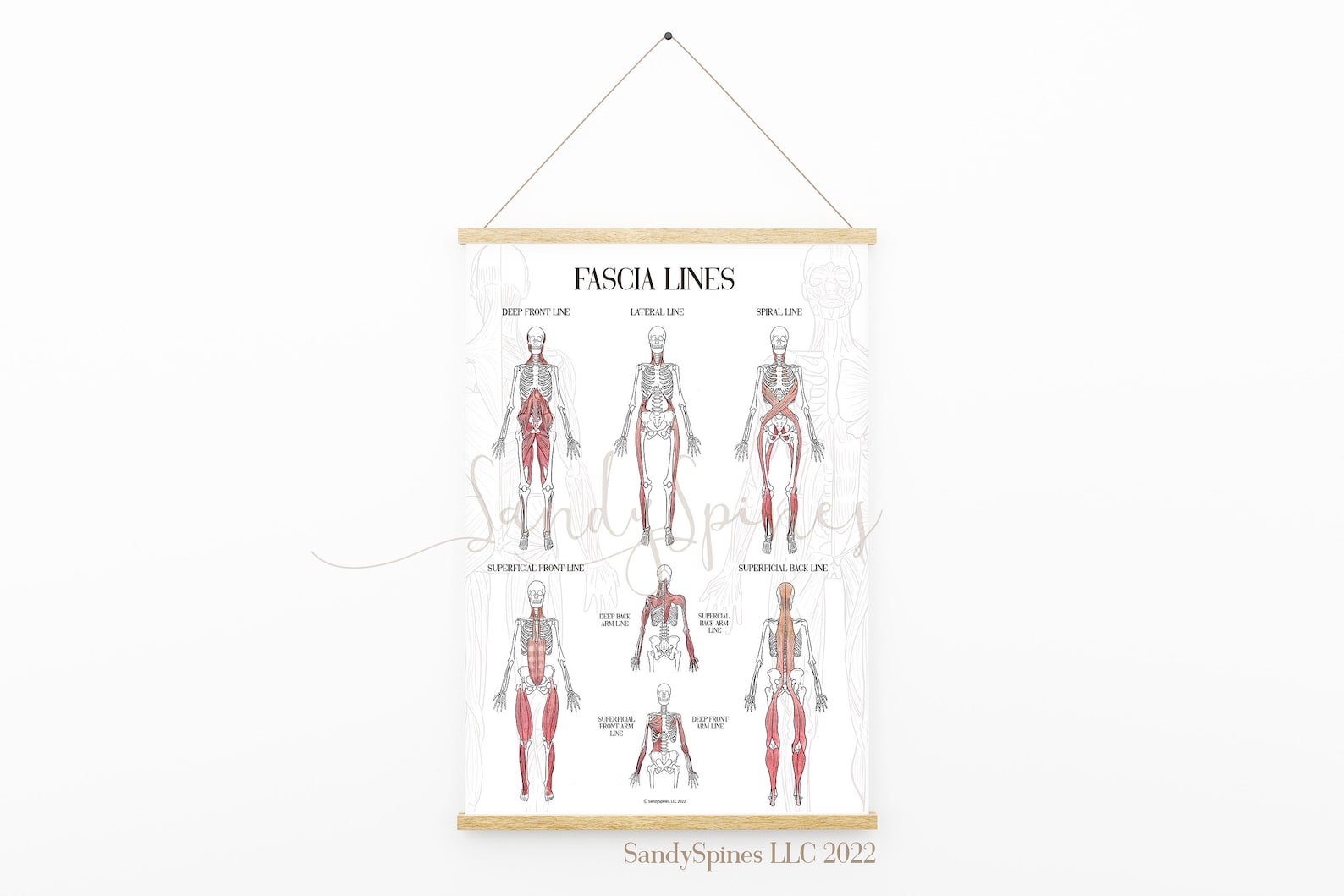 Fascia Lines Anatomy Poster SANDYSPINES Art for - Etsy