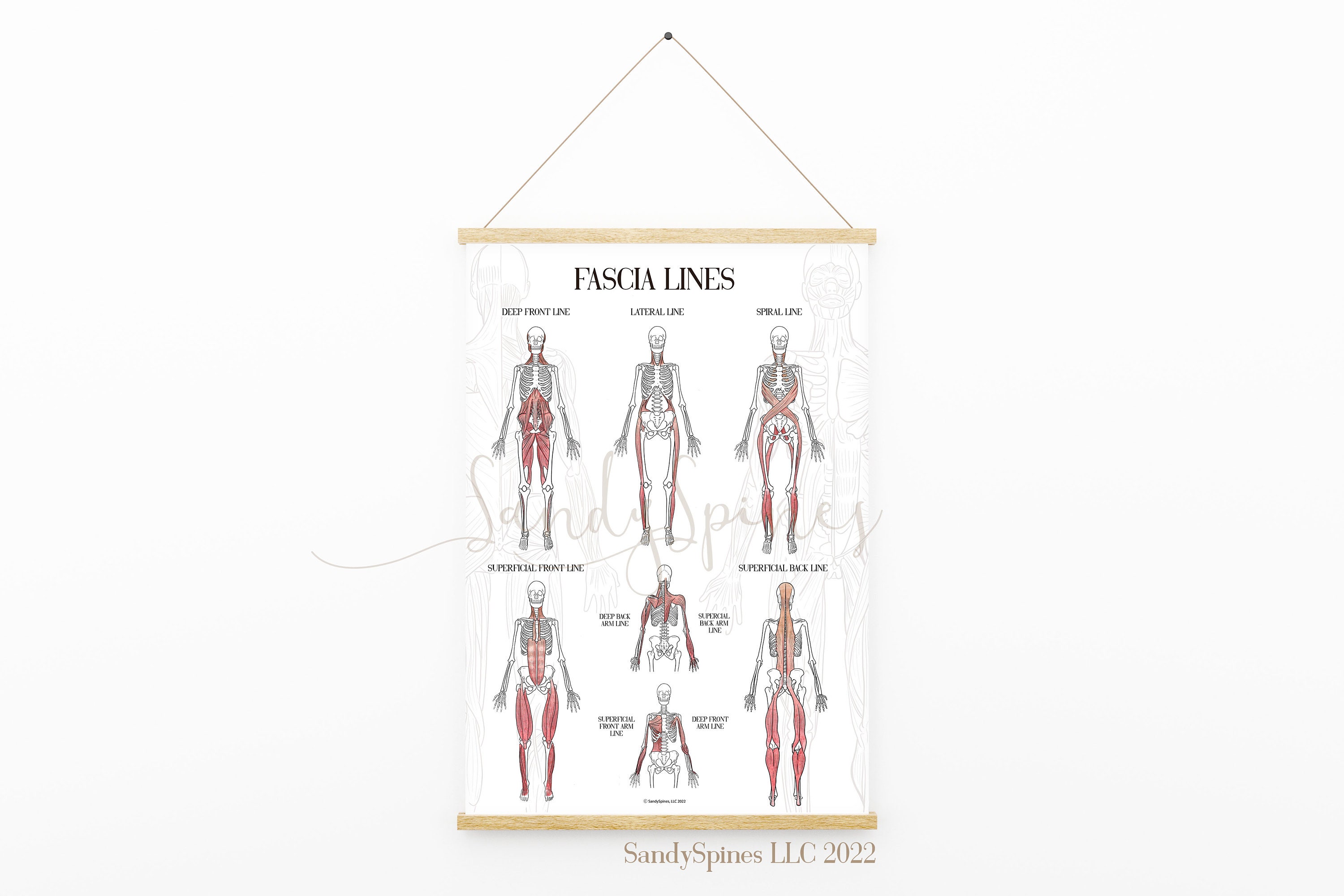 Fascia Lines Anatomy Poster SANDYSPINES Art for - Etsy Australia