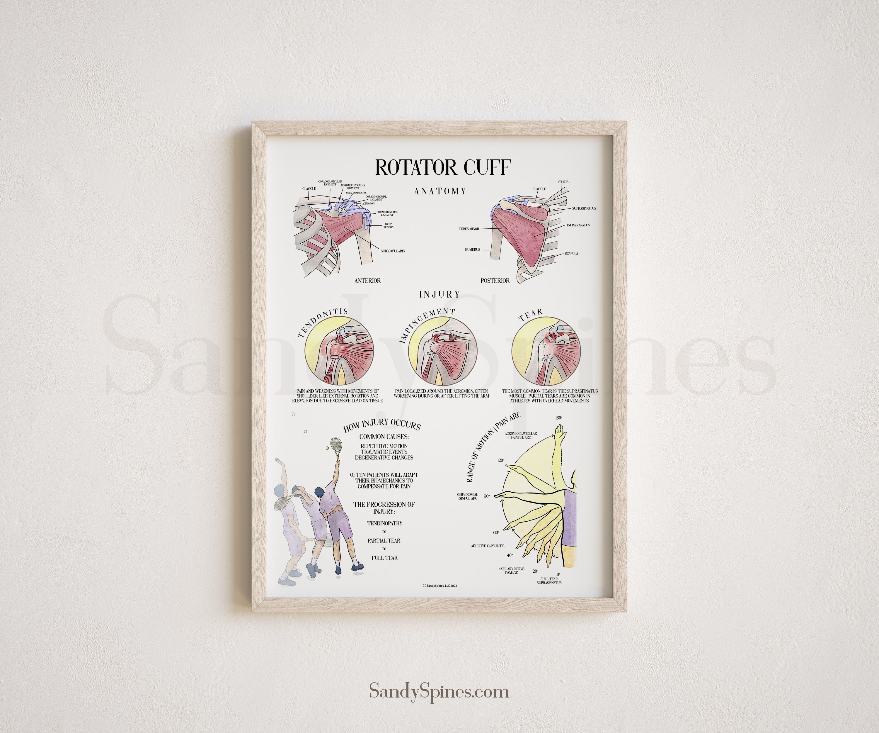 Rotator Cuff Anatomy Poster: SITS Muscle Injury Art - Etsy