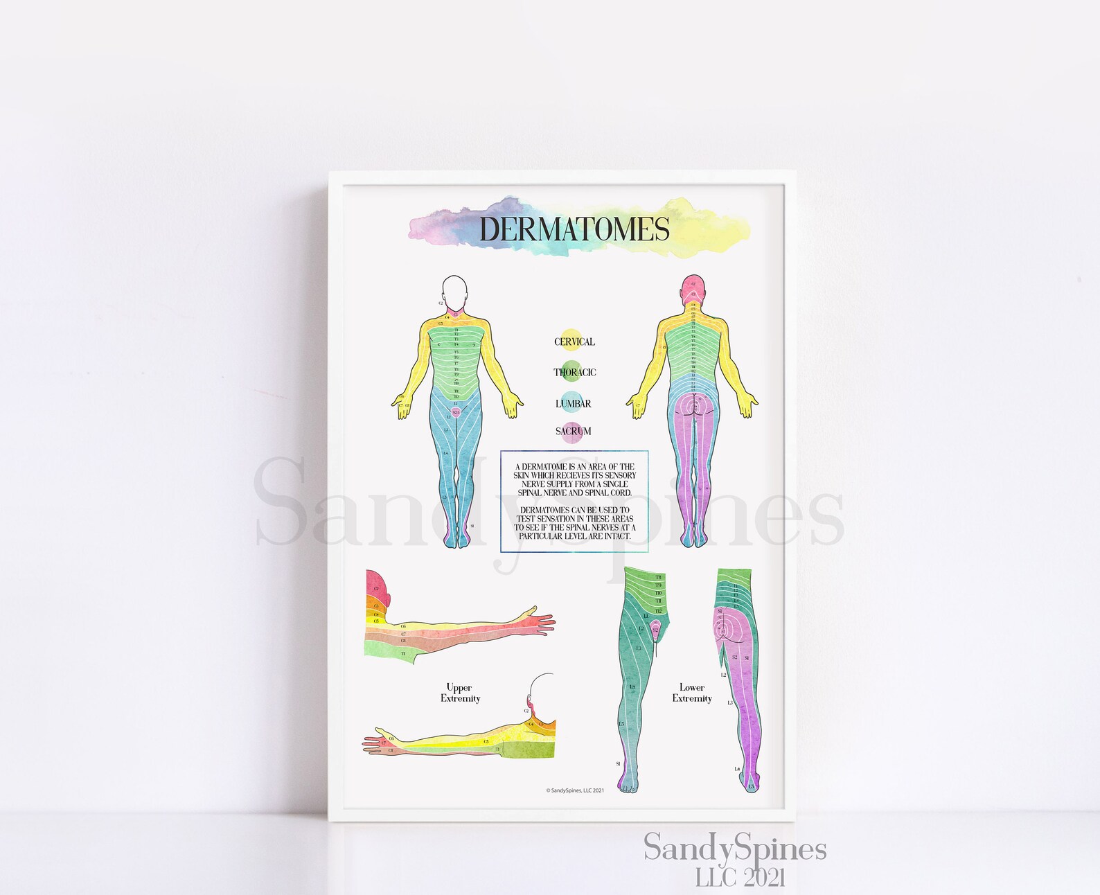 2022 Dermatome Watercolor Poster SANDYSPINES Art for - Etsy
