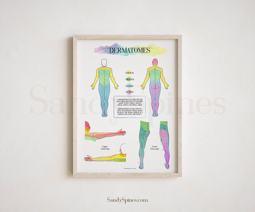 Dermatome Watercolor Poster | SANDYSPINES | Art for Chiropractors ...
