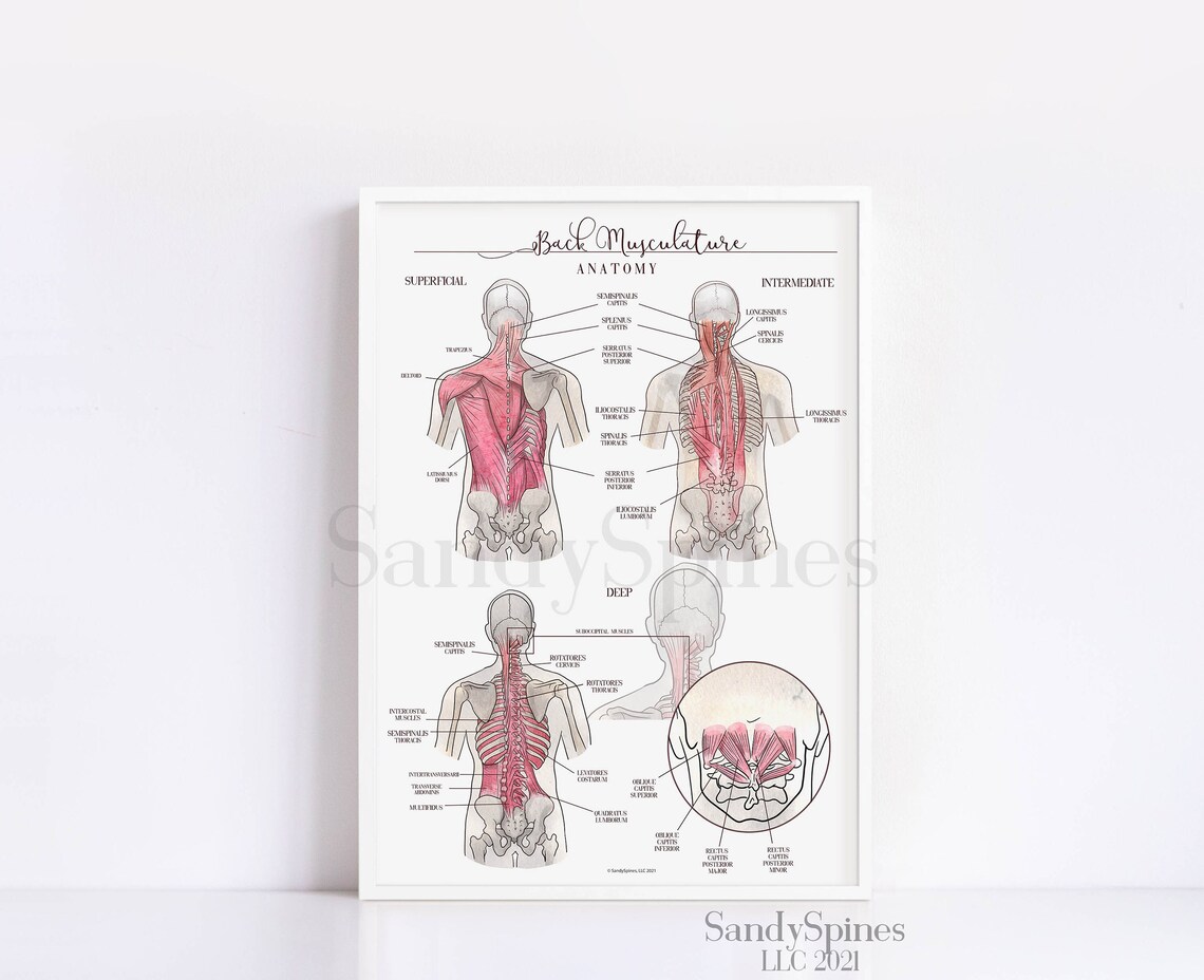 Deep Back Muscles Anatomy Poster SANDYSPINES Art for - Etsy