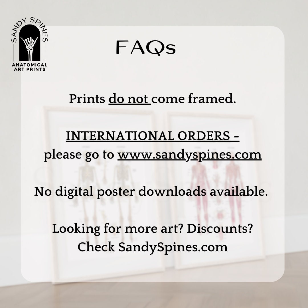 Musculoskeletal Posters | Sandyspines | BUNDLE | Watercolor Art for ...