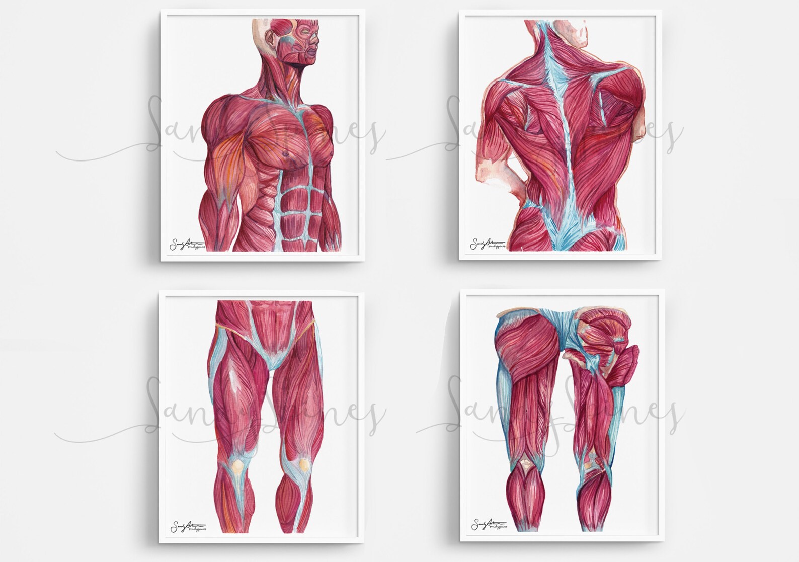 Watercolor Muscle Prints Set of 4 Anatomy art for Physical | Etsy