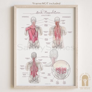 Deep Back Muscles Anatomy Poster | SANDYSPINES | Chiropractic Art ...