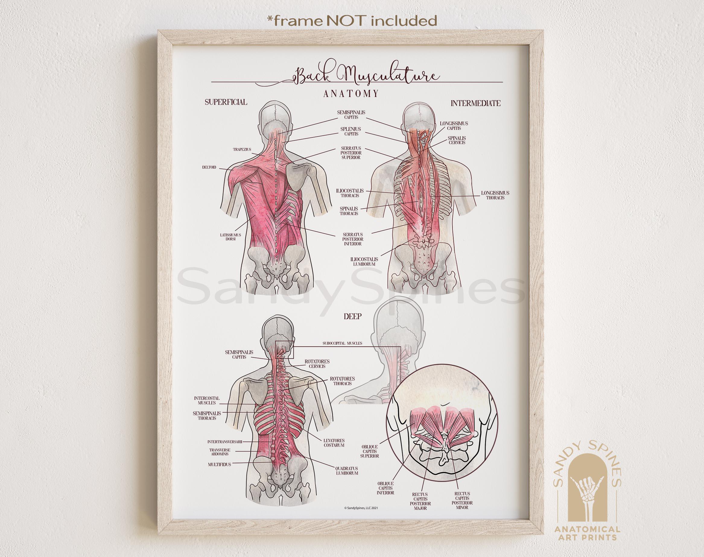 Deep Back Muscles Anatomy Poster | SANDYSPINES | Chiropractic Art ...