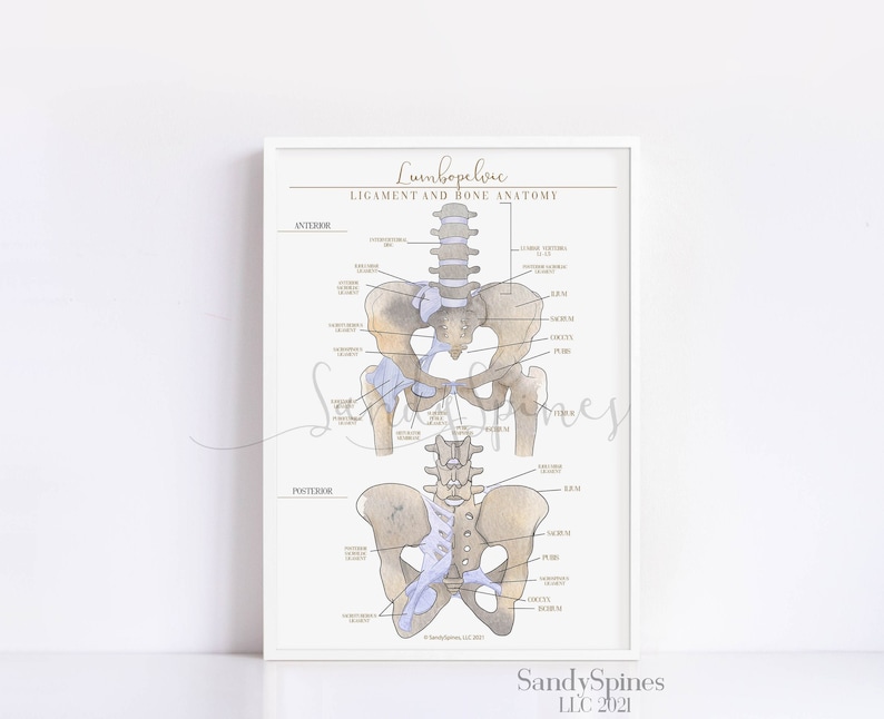 Lumbopelvic Bone and Ligament Watercolor Anatomy Poster - Etsy