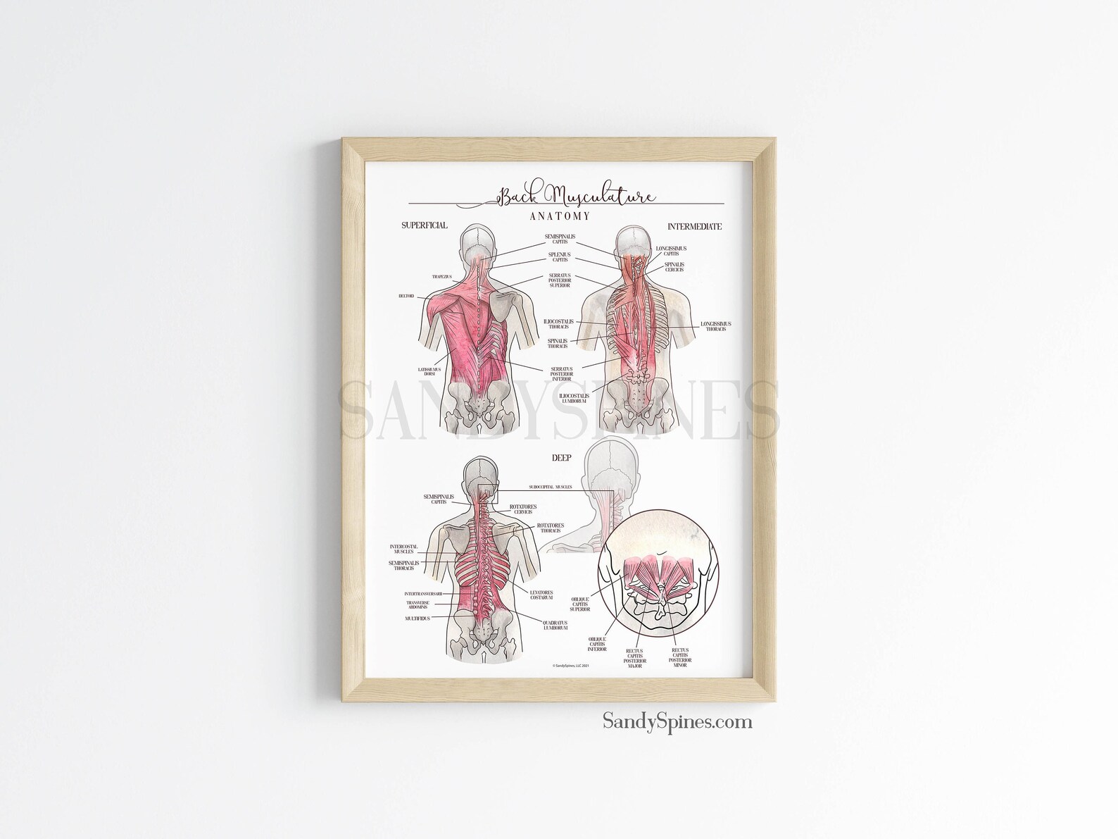 Deep Back Muscles Anatomy Poster SANDYSPINES Art for - Etsy
