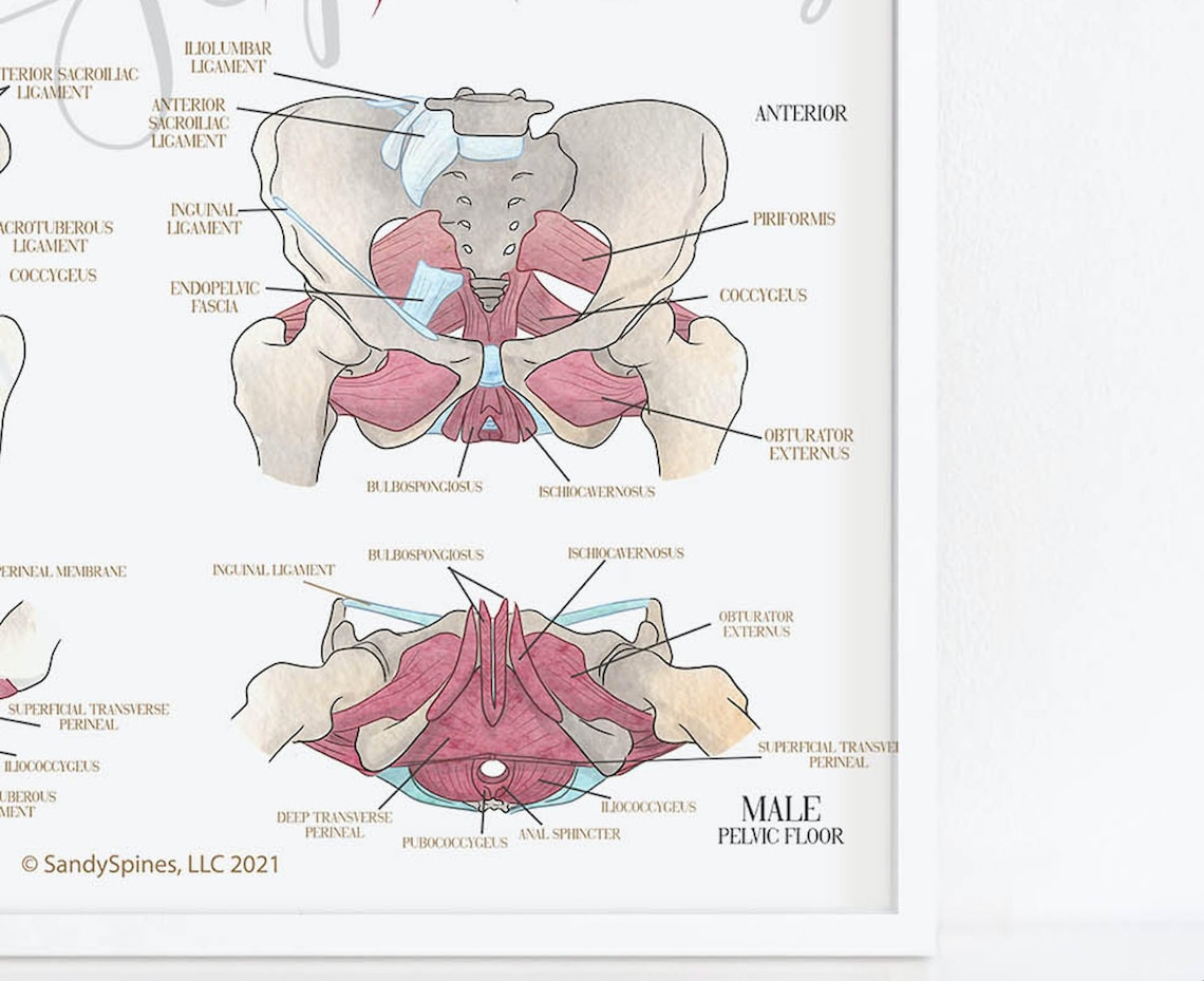 Pelvic and Hip Muscle Posters Pelvic Floor Art for - Etsy
