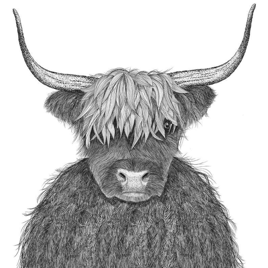 Highland Cow Drawing Highland Coo Art Print Cattle Print Country Home ...