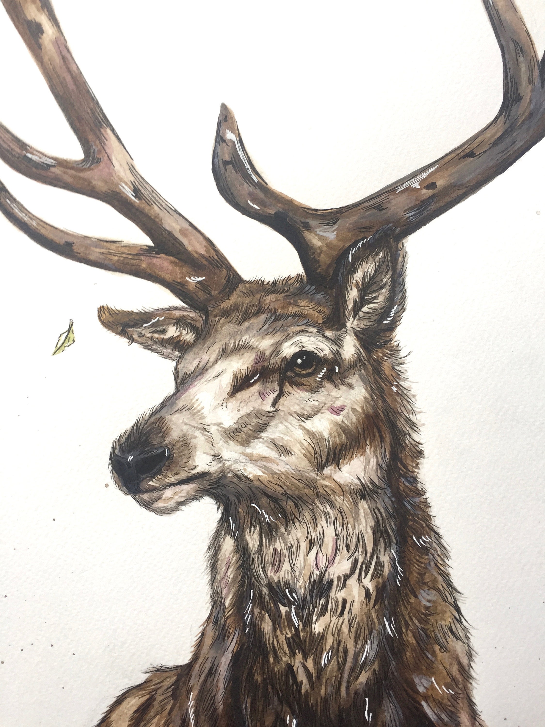 Standing Stag Limited Edition Print | Etsy