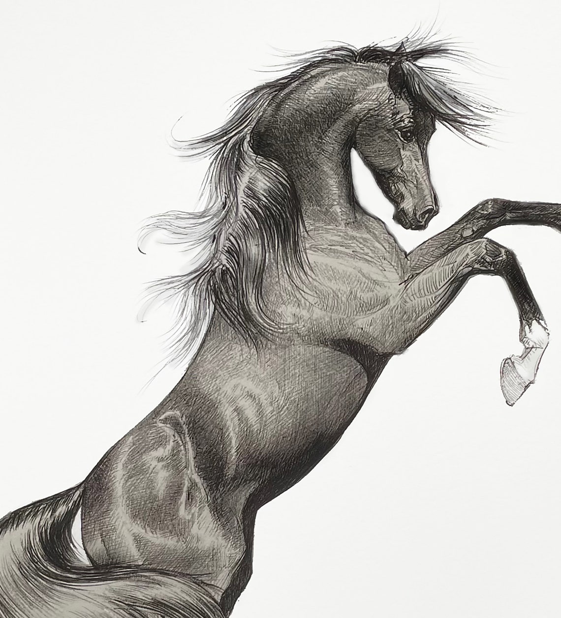 Rearing Mustang Horse Print, Pen and Ink Equine Art - Etsy