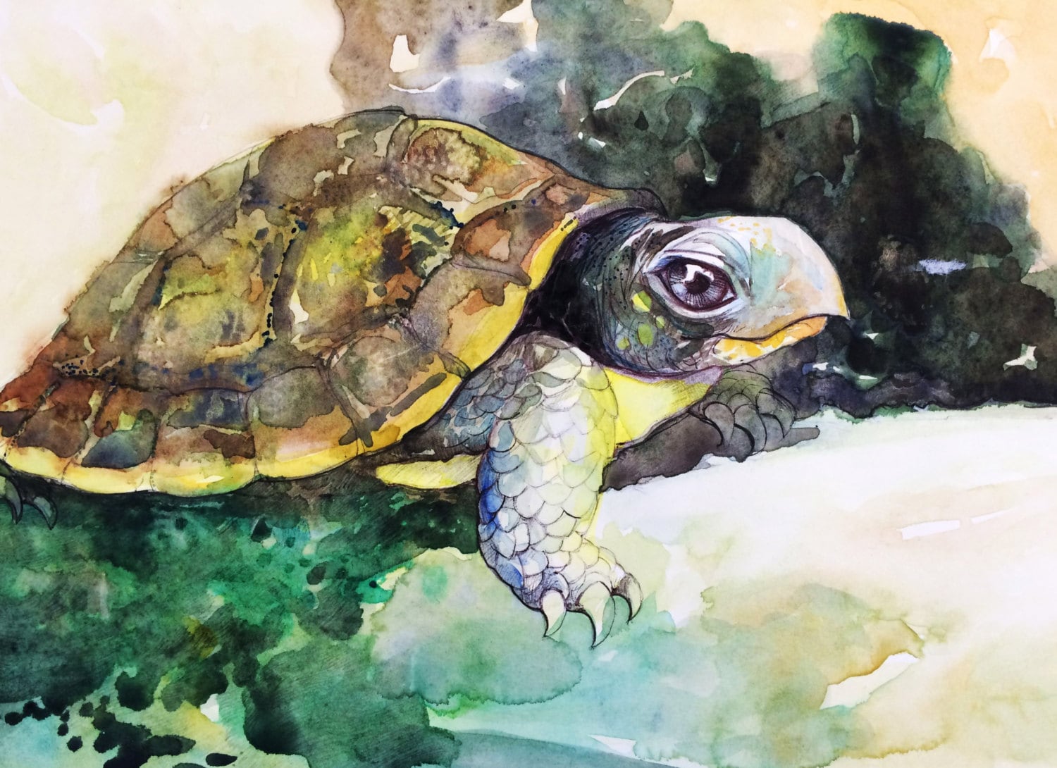 Watercolor Desert Tortoise Art Print, Western Illustration - Etsy