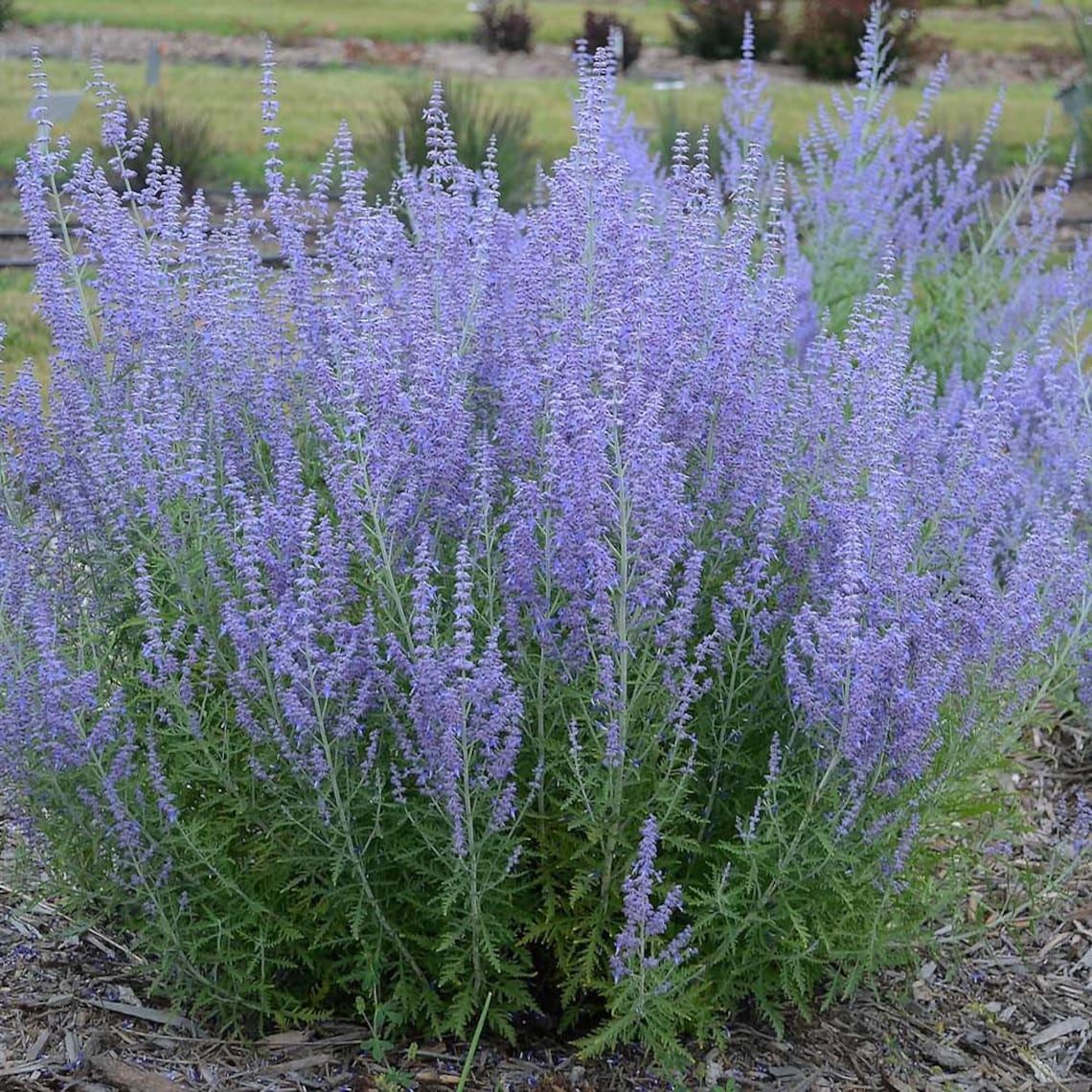 Perovskia atriplicifolia RUSSIAN SAGE Tall Growing Perennial | Etsy