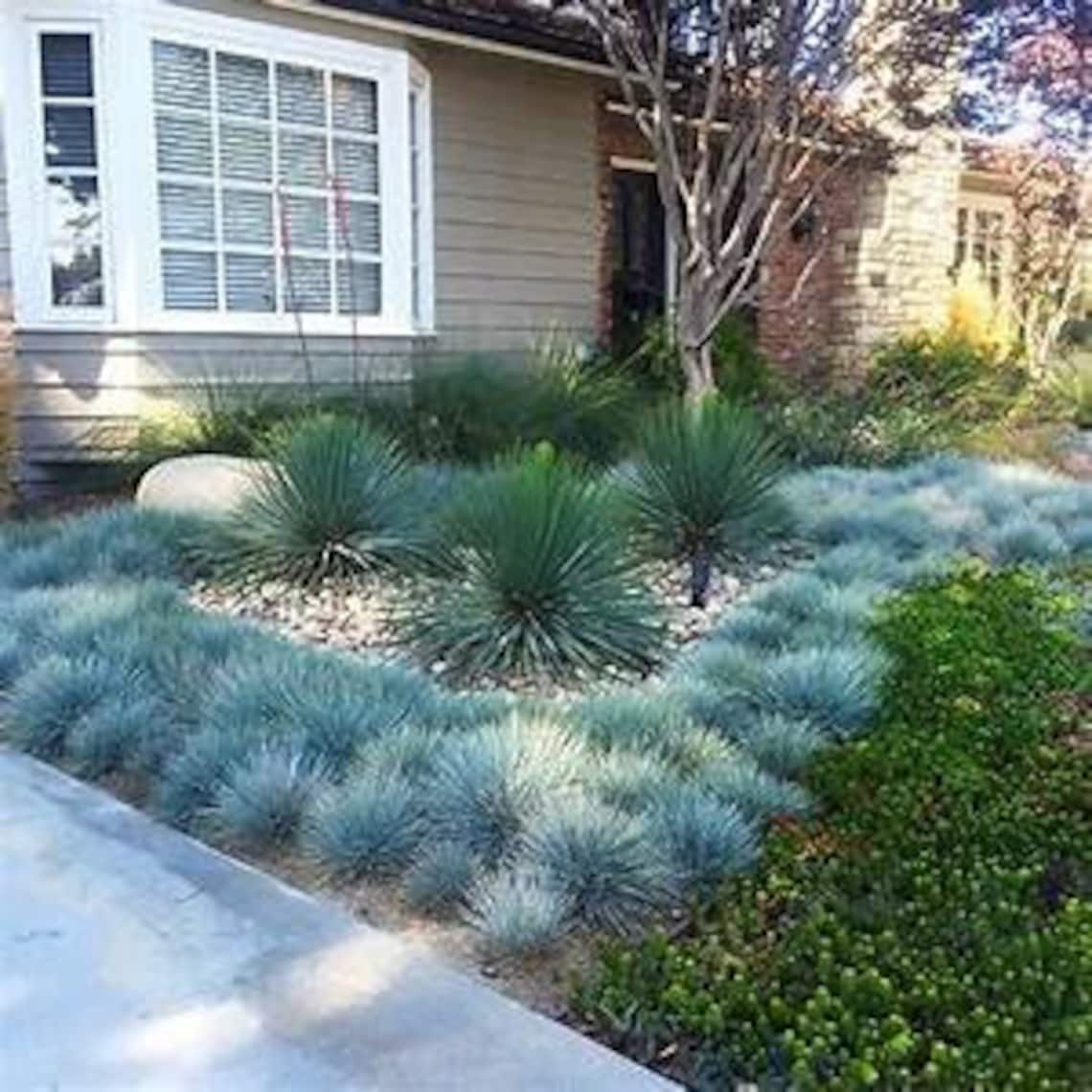 Festuca Glauca Elijah Blue Live Fescue Grass Plant Etsy
